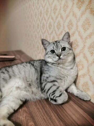 Кот на вязку