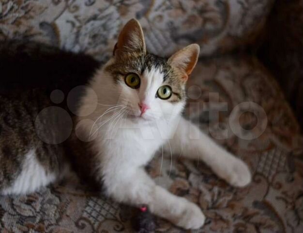 Котёнок девочка ласковая малышка Настёна в добрые