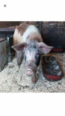 Поросёнок хряк