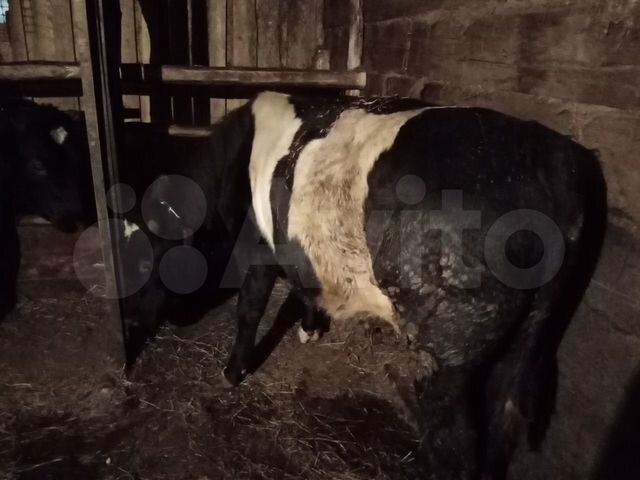 Быки на мясо. Возраст 1год и 2 месяца