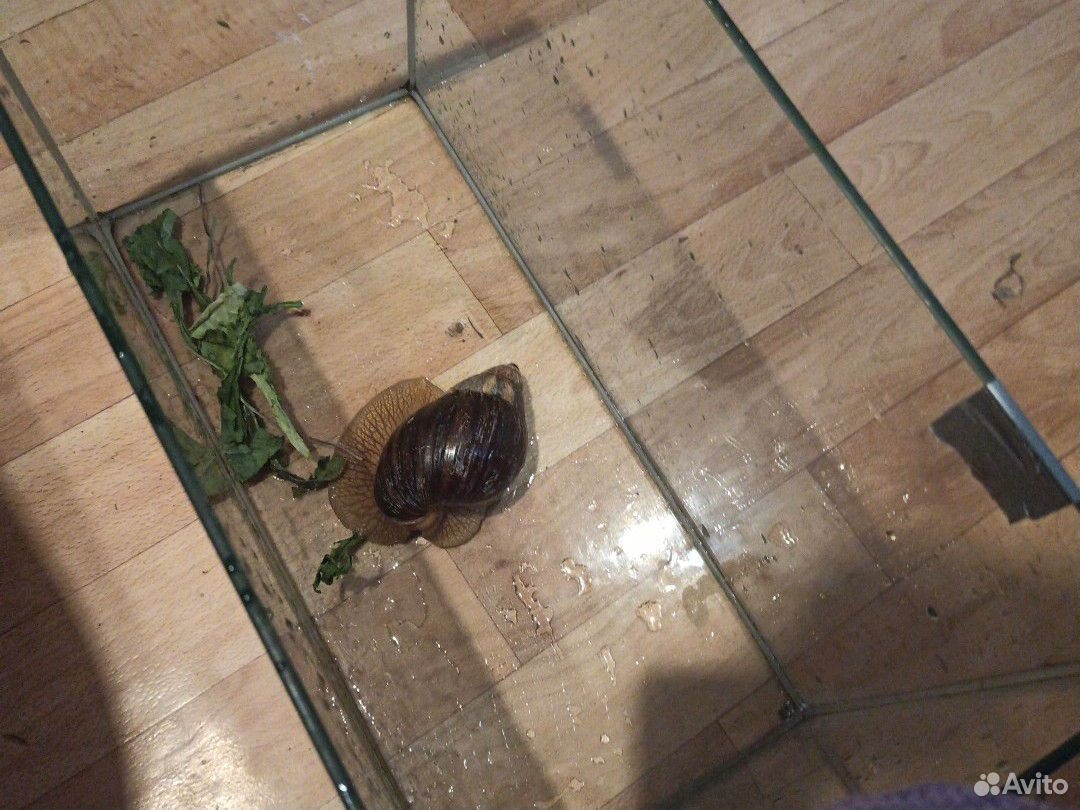 Улитка ахотинская