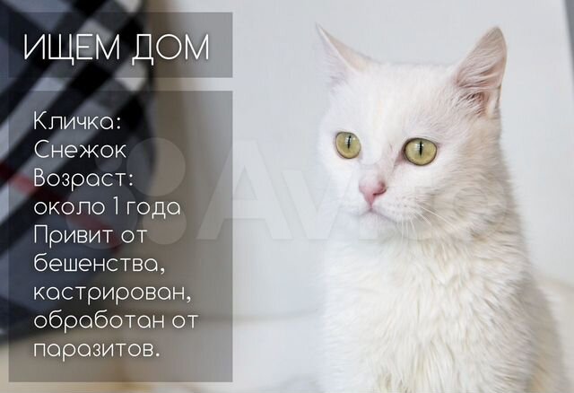 Отдам в добрые руки