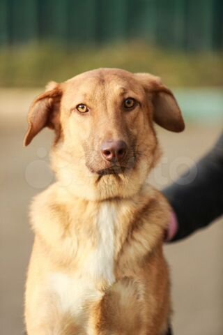 Розовоносый небольшой метис лабрадора Вишня в дар