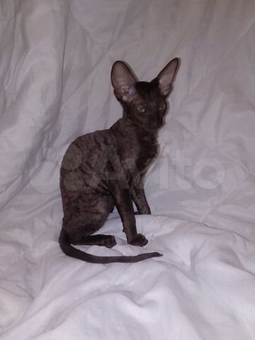 Котята корниш-рекс