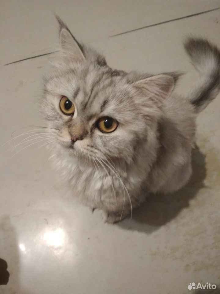 Кошка полуперс в добрые руки