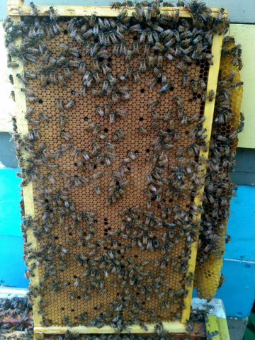 Маточки Карника, Бакфаст с островов России