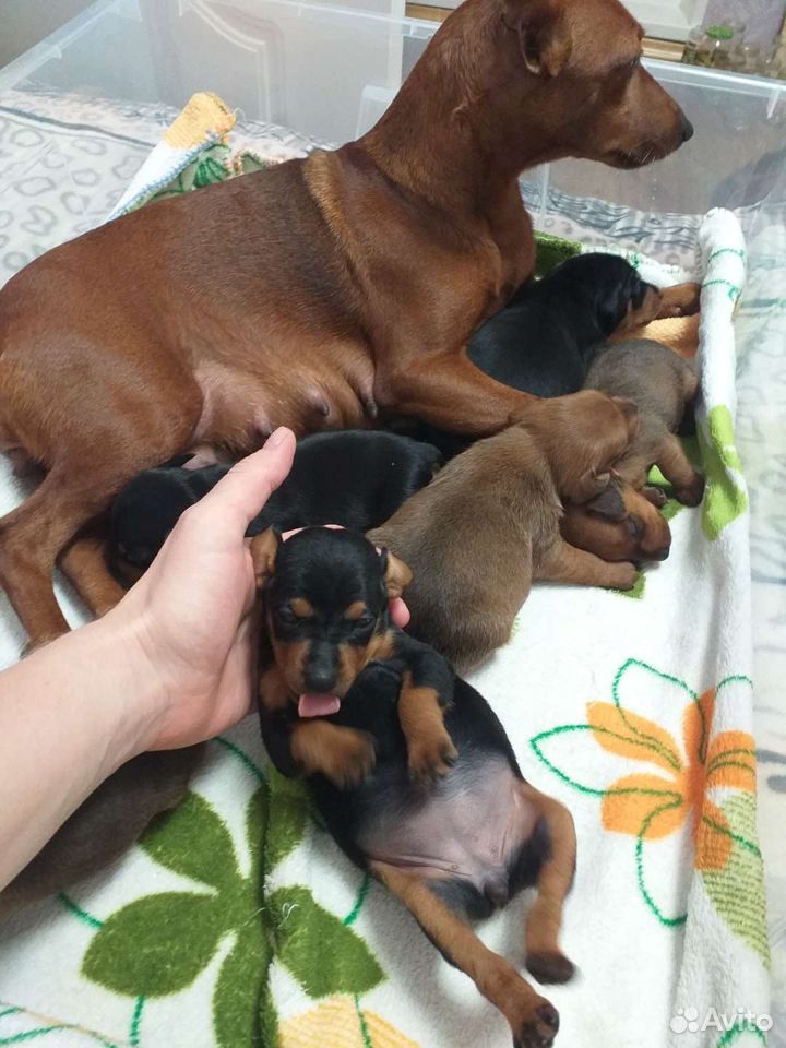 Щенки Цверг Пинчера