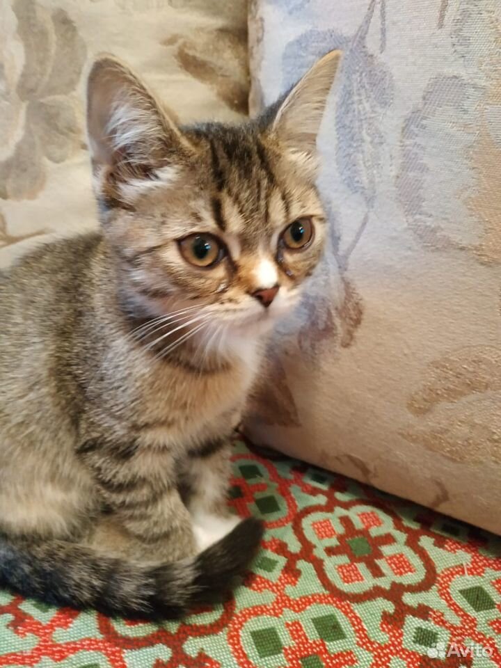 Ласковый котенок в добрые руки