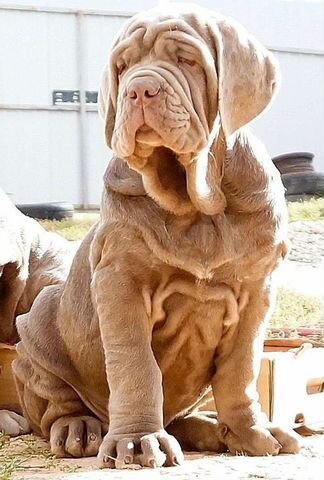 Щенки неаполитанского мастифа