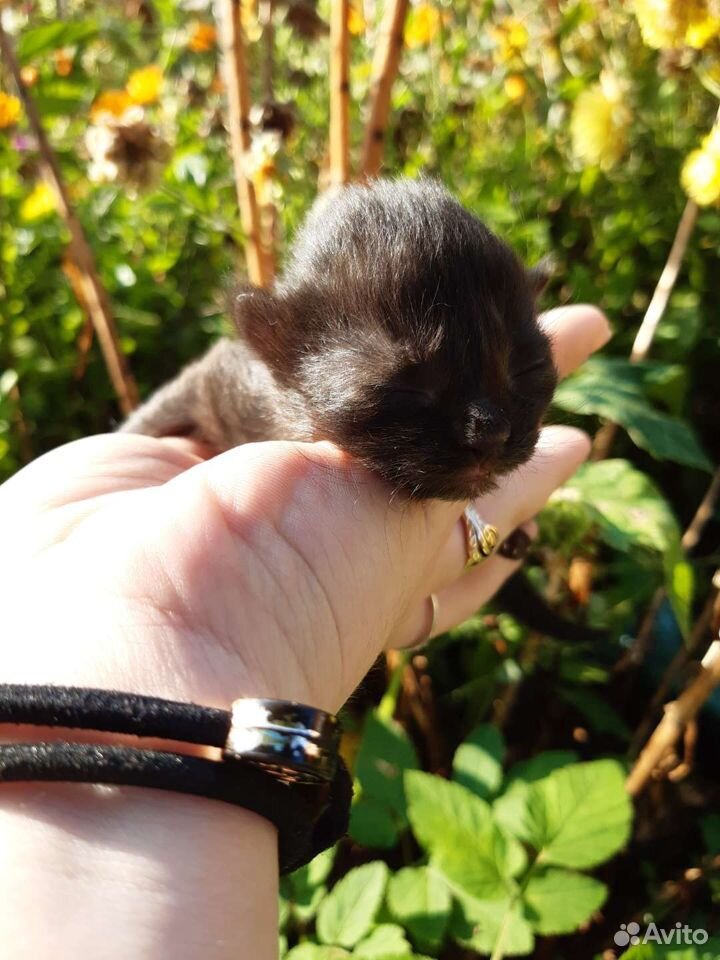 Котята полубританцы