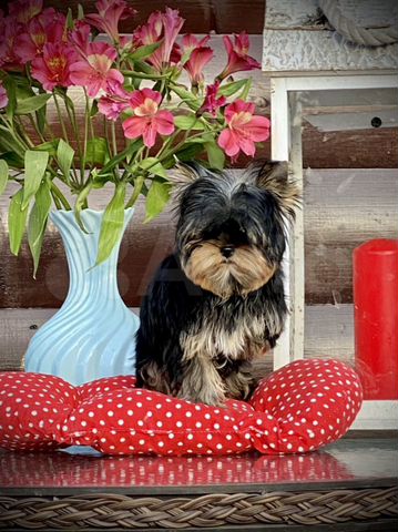 Мини и супер мини Йоркширский терьер