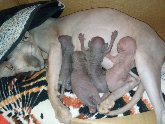 Канадский сфинкс (бронь)