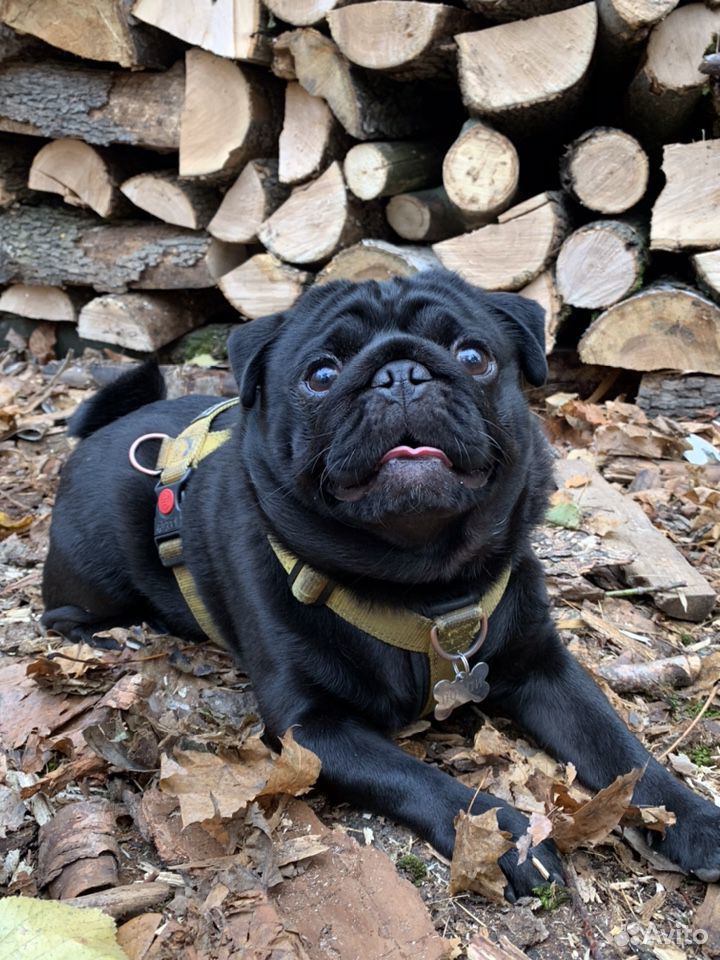 Мопс ищет невесту