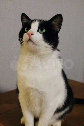 Красивый крупный котик