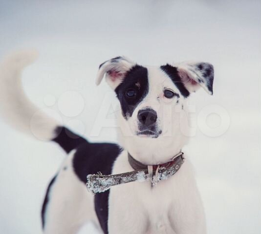 Марго небольшая квартирная собака