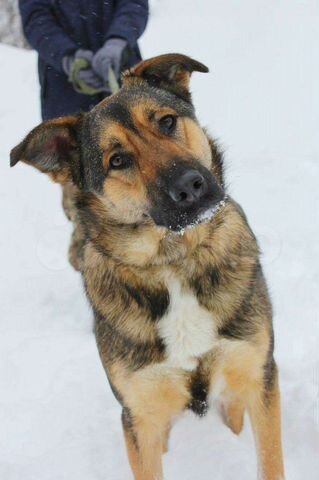 Небольшая собака Дина в дар из приюта