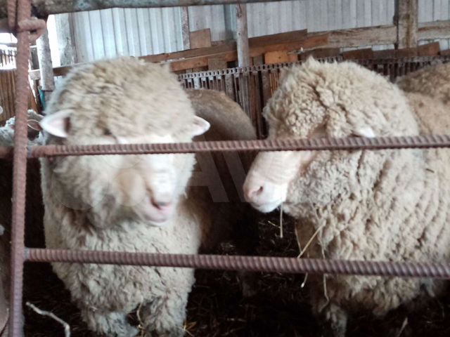 Бараны мериносы