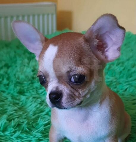 Чихуахуа миниатюрная куколка