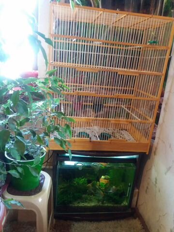 Клетка с птицами