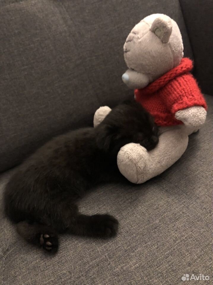 Вислоушка британка