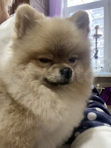 Померанский шпиц мини вязка