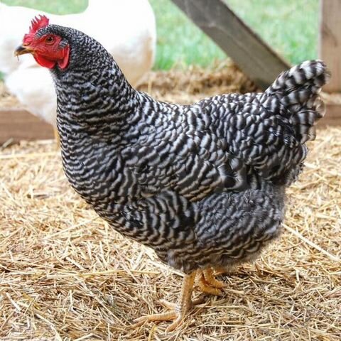 Продам несушку. 2 месяца