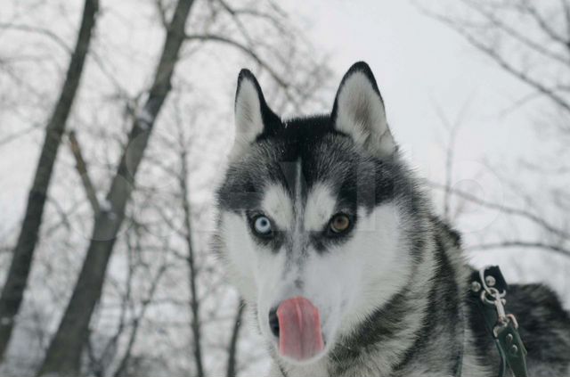 Хаски Артур, вязка