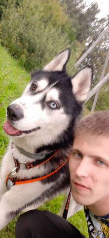 Вязка сибирский хаски