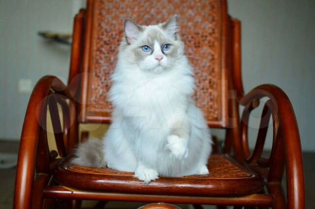 Котик Рэгдолл