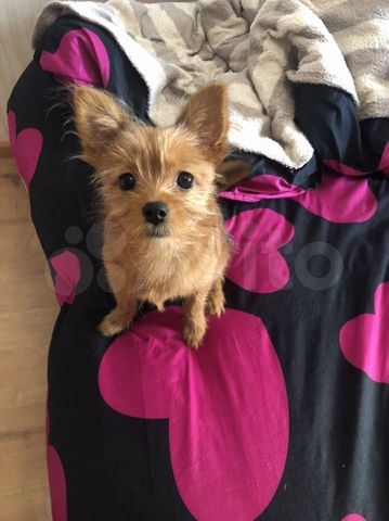 Норвич терьер