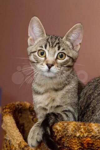 Метисята девочки бенгалокуны