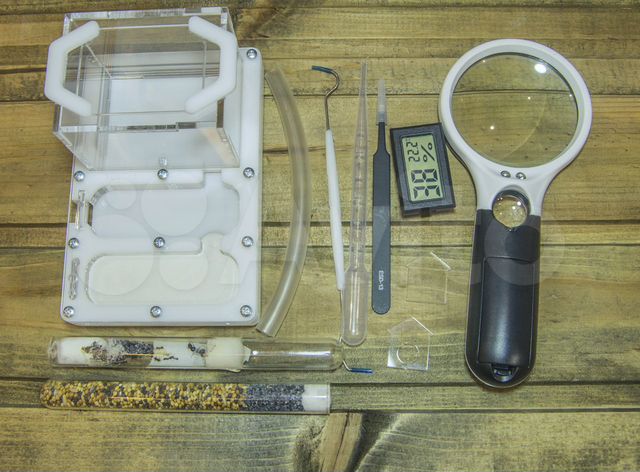 Наборы с муравьями и муравьиной фермой