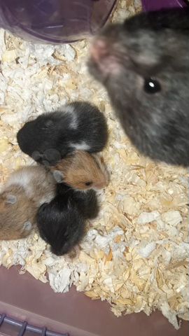 Отдам хомячков в добрые руки
