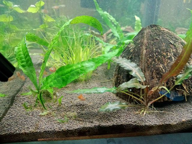 Подростки пецилии