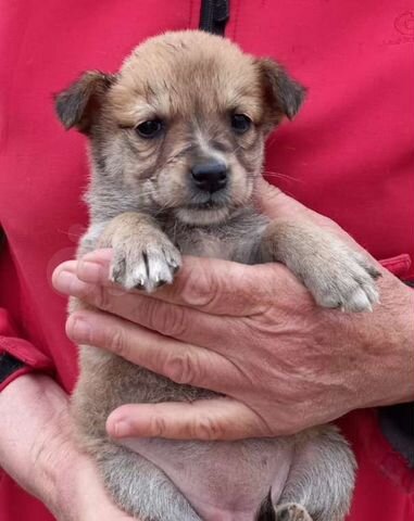 Щеночек малышочек в добрые руки