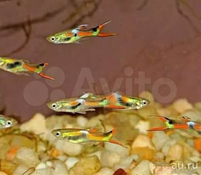 Гупешки взрослые рыбки