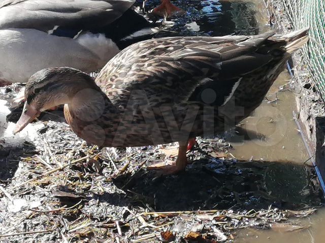 Подсадные утки