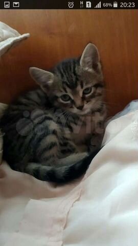 Котик