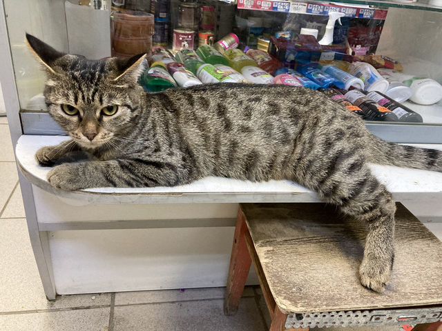 Кошка Симона