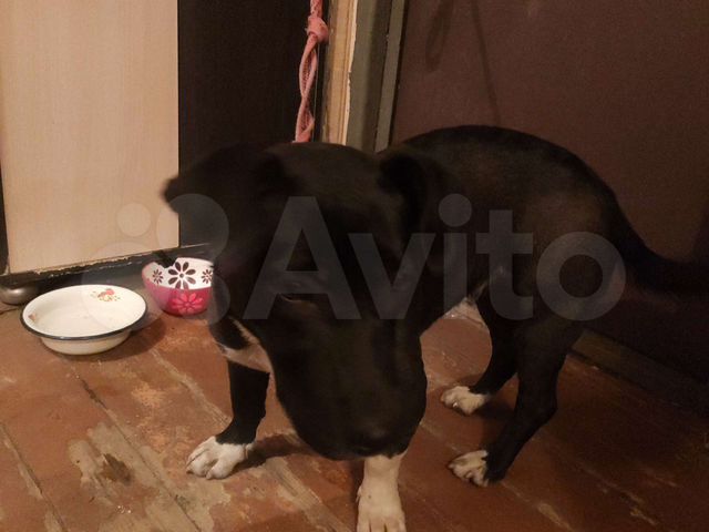 Стаффордширский терьер