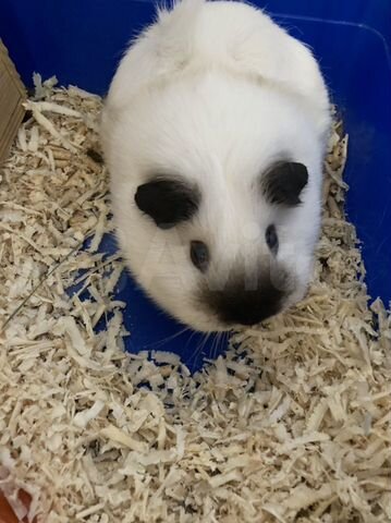 Морская свинка