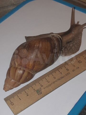 Улитки ахатины (темные и альбиносы)