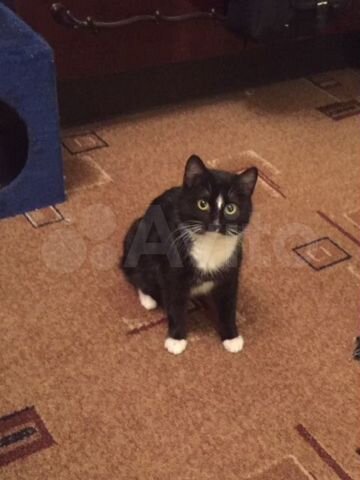 Милашка Веточка ищет дом