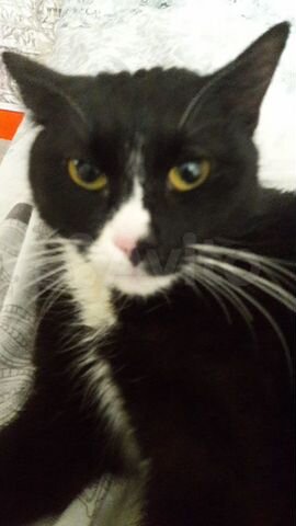 Кошечка Белка ищет дом