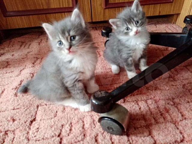Очаровательные котята