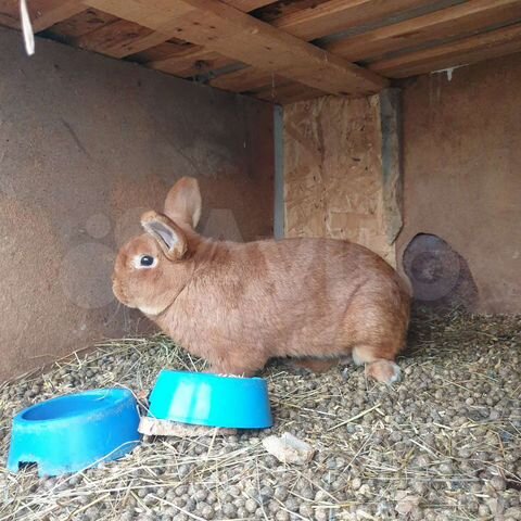 Новозеландский красный самец (чистокровный)