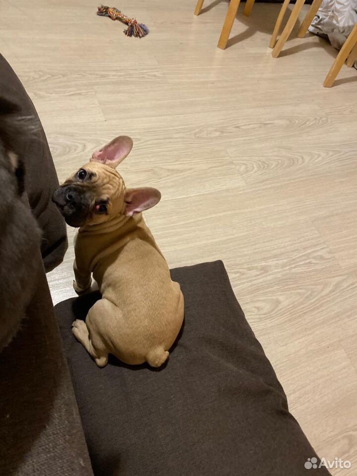 Французский бульдог