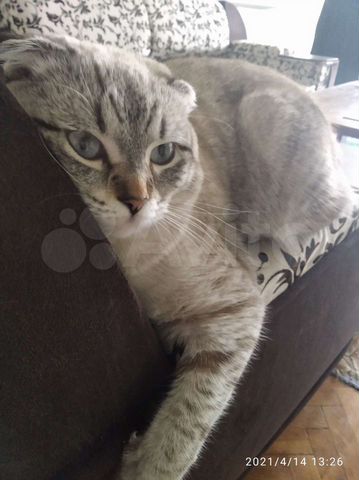 Шотландский вислоухий кот вязка