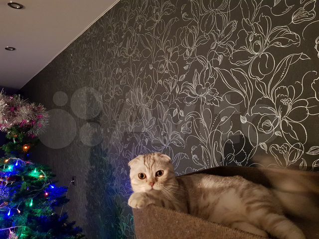 Вязка