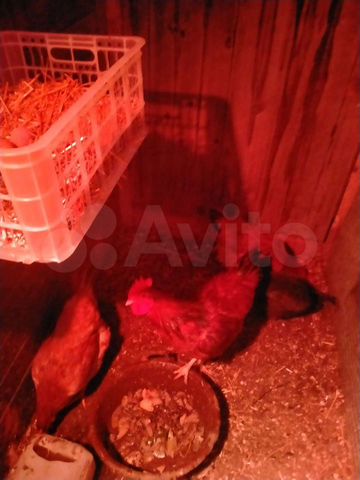 Петух кученский юбилейный